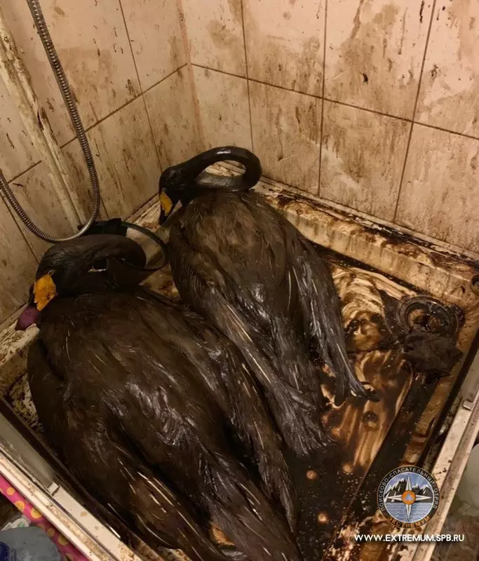 Лебеді забруднилися мазутом на ТЕЦ Санкт-Петербурга