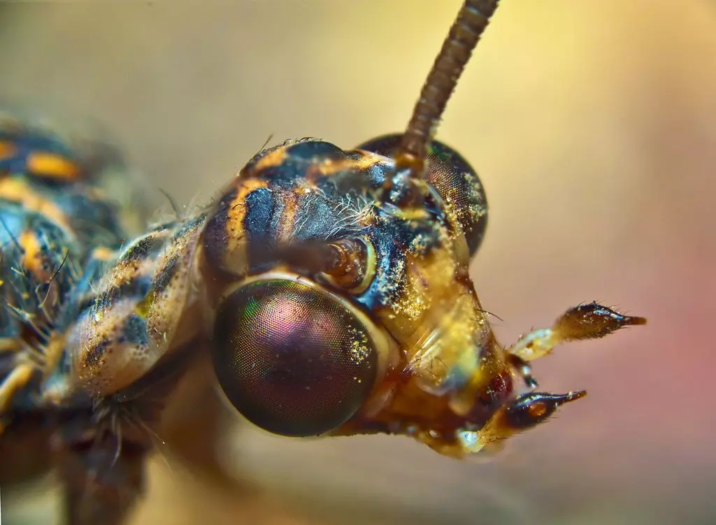 تله های مخفی از شیرهای مورچه: ویدئو