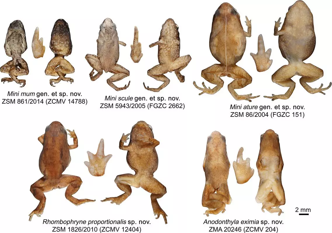 Mini achule: mtundu anapeza mu Madagascar