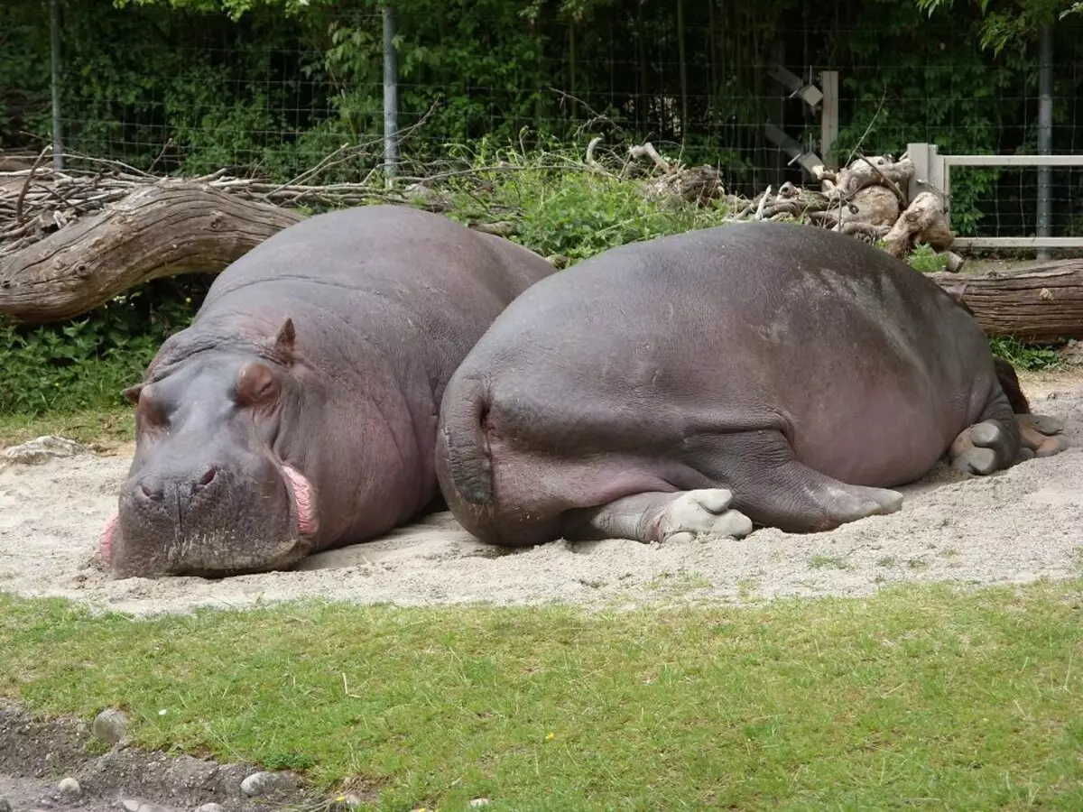 Verschiedene Tiere schlafen in verschiedenen Posen - warum?