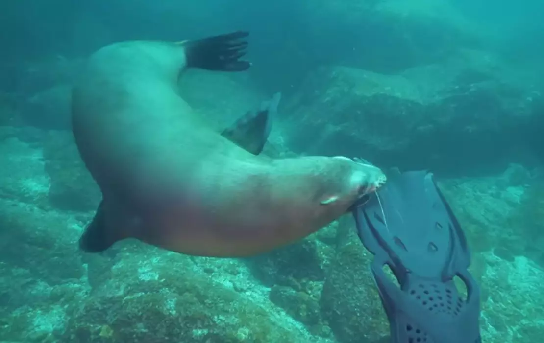 Sea Lion tillräckligt med dykare för flippers: video