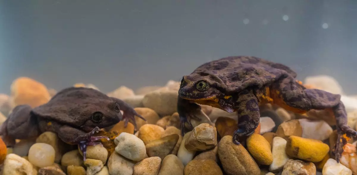 První datum Frog Romeo a Juliet: Video