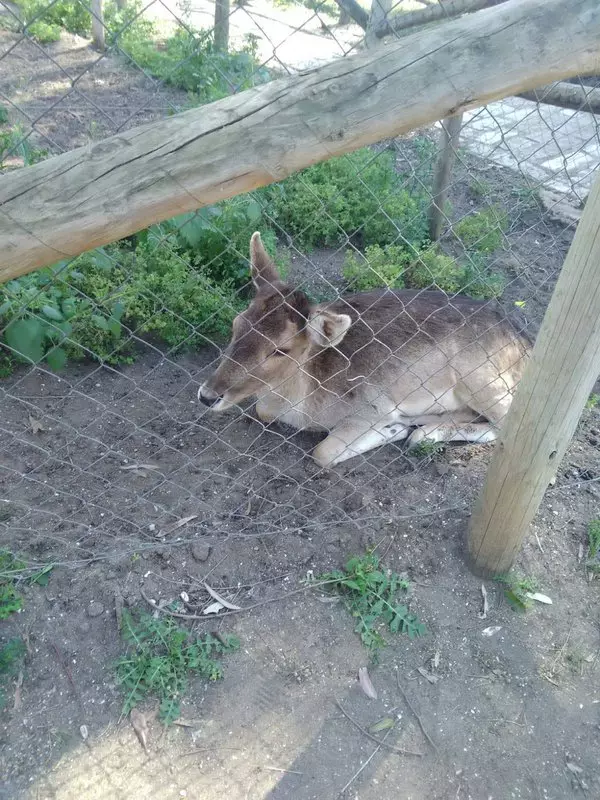 Beasts di zozana Spanî ya girtî de hiştin: dê çi bibe wan