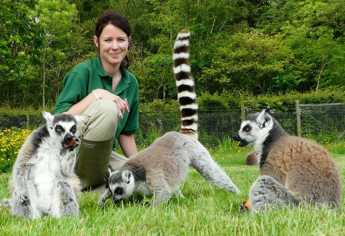 Yoga bi lemurs: peyvek nû li zootherapy