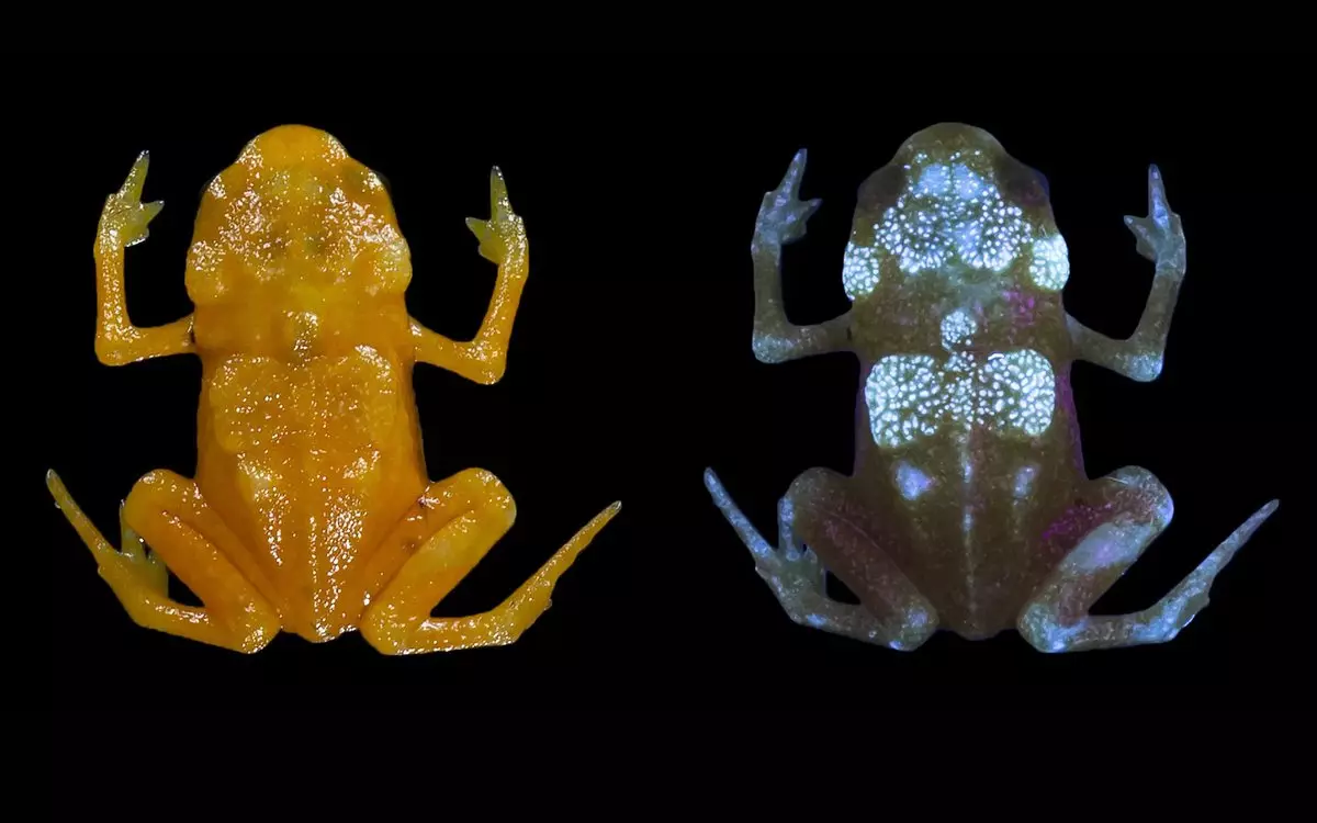 SHIMMERING BELETON: Af hverju sadloous toads glóa innan frá