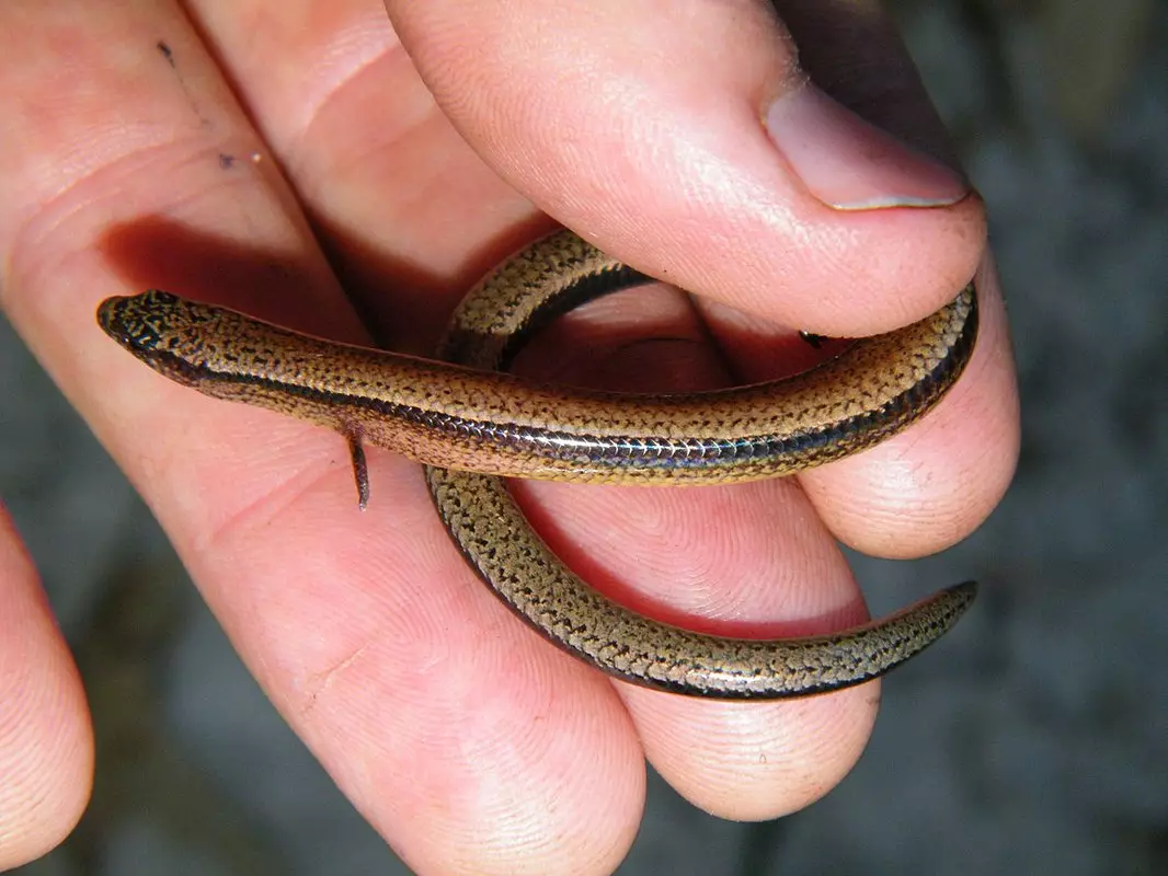 Y el huevo para posponer y dar a luz a: el reptil mostró una forma única de reproducción.