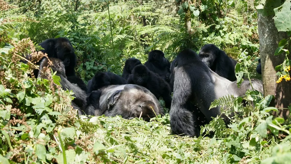 Bagaimana gorila berkata selamat tinggal pada almarhum