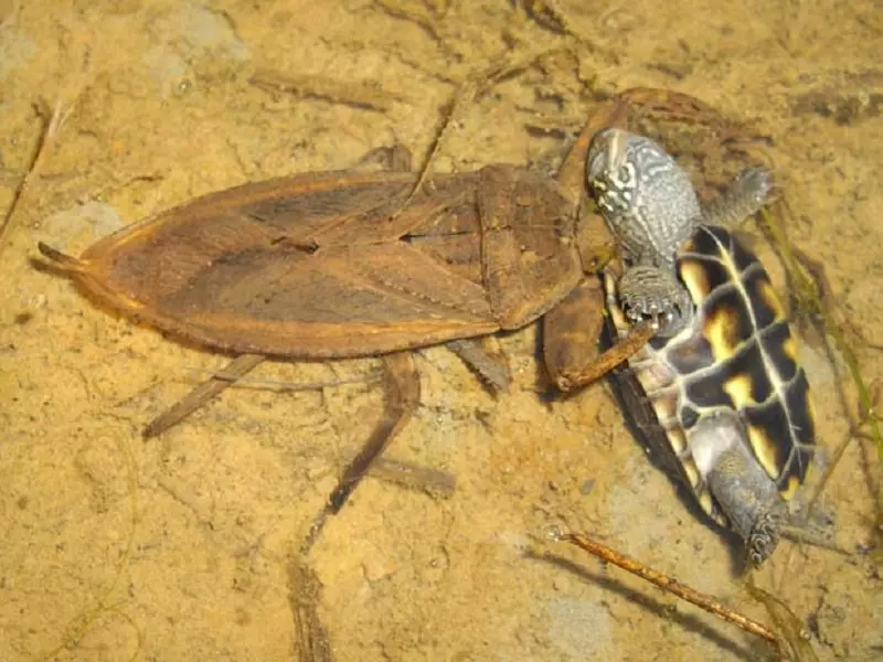 Depredadores de palmes gegants: com els insectes poden caçar a les tortugues