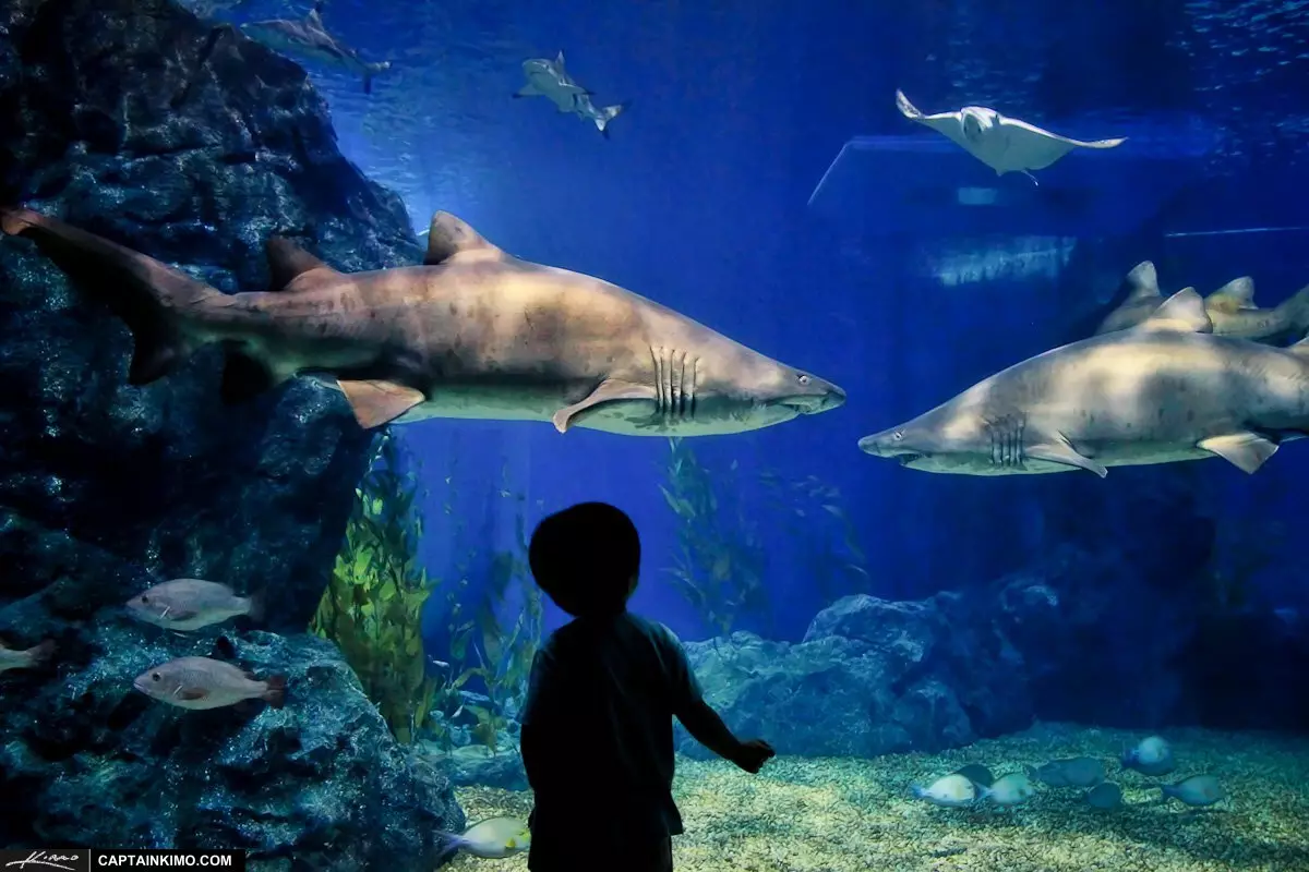 Tiger Shark Wounded Divers sa pool ng entertainment center