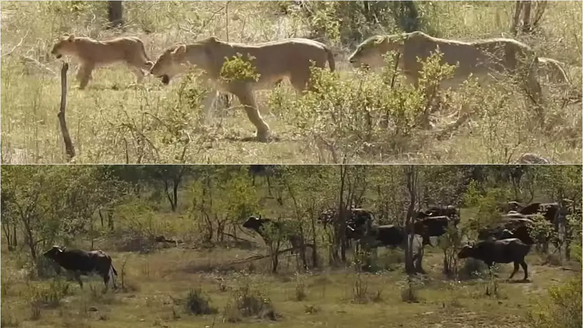 Стадото на buffals спасява човек от смърт в лапите на Лвов: видео