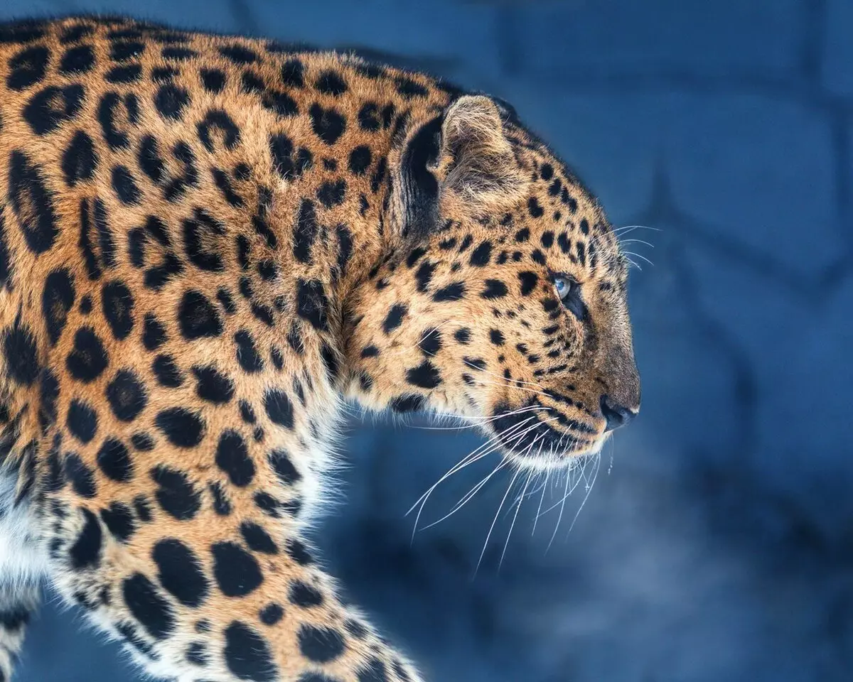 Câți leoparzii în "Pământul Leopardului"? Rezultatele noii monitorizări