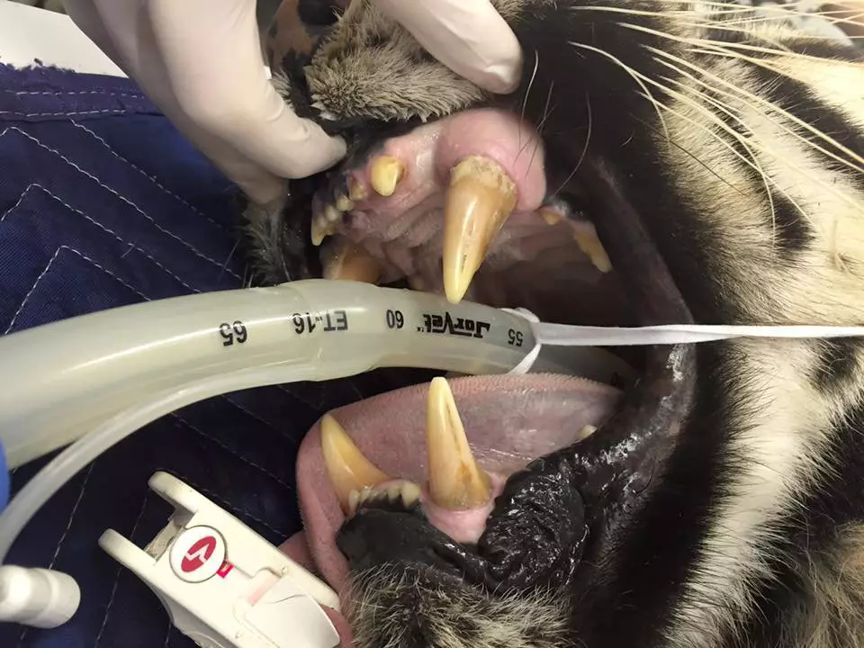 Ako vyliečiť zuby Tigra: video
