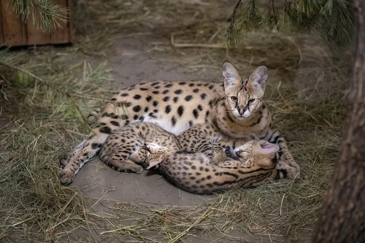 V Novosibirsku sa objavili prvé mačiatka Joffroy