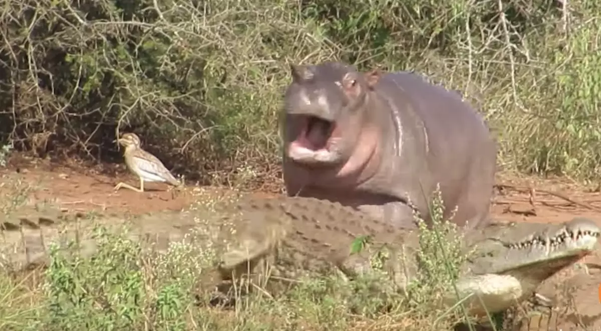 Hluas Hippo plays nrog crocodiles: video