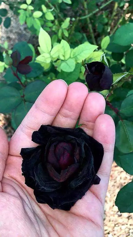 Skaars Beauty: Swart Rose blom in Turkye
