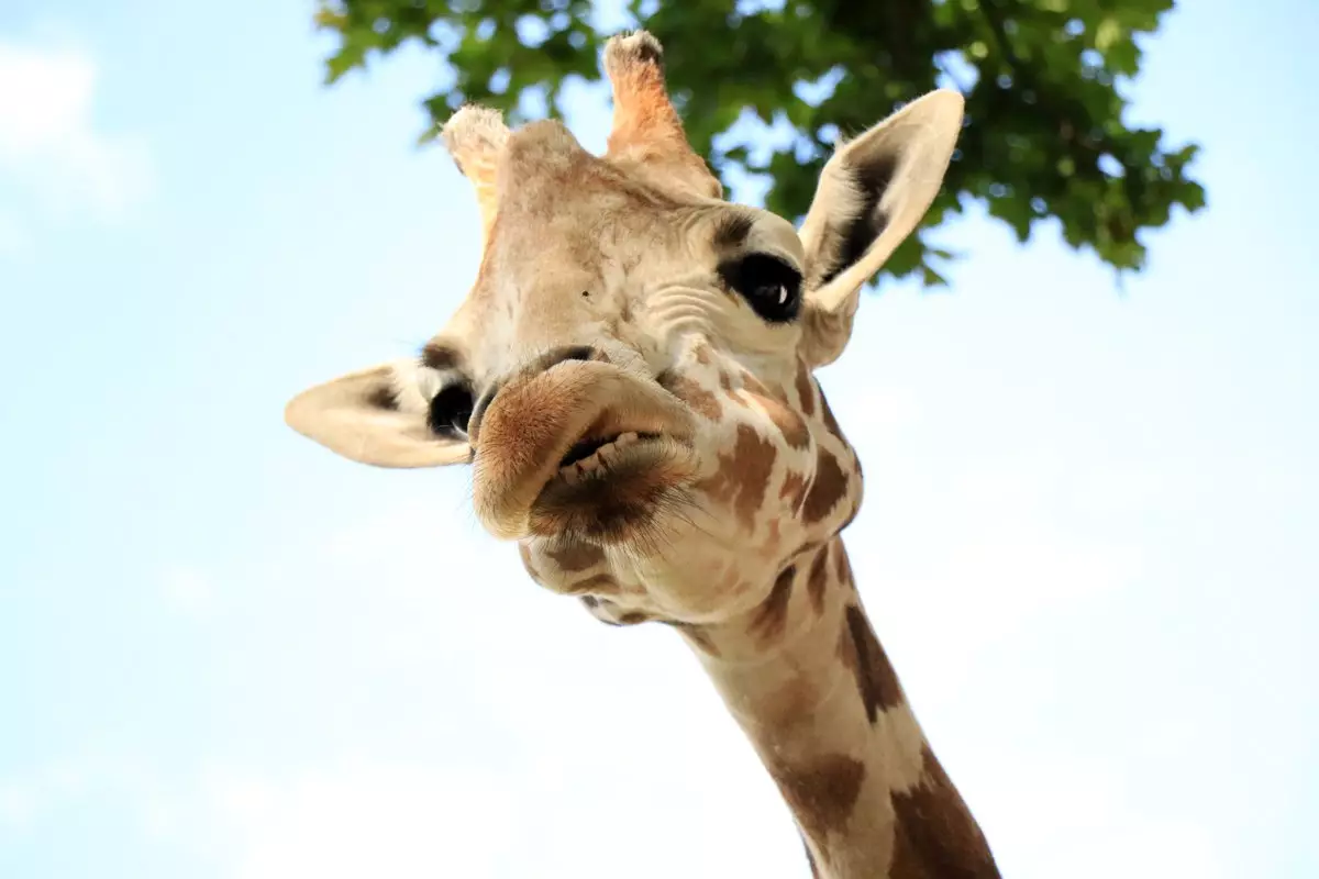 V kitajskem živalskem vrtu, neznano vrgel žirafe z denarjem