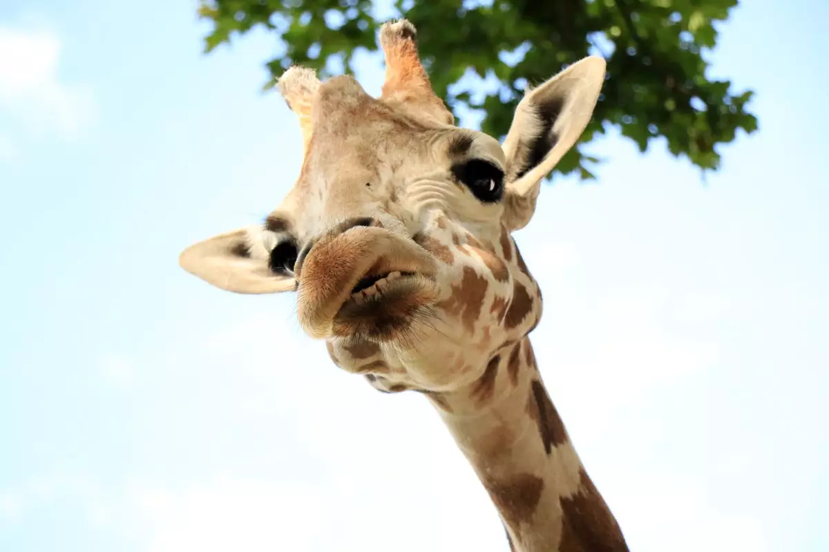 Çin Zoo, naməlum pul ilə giraffes atdı