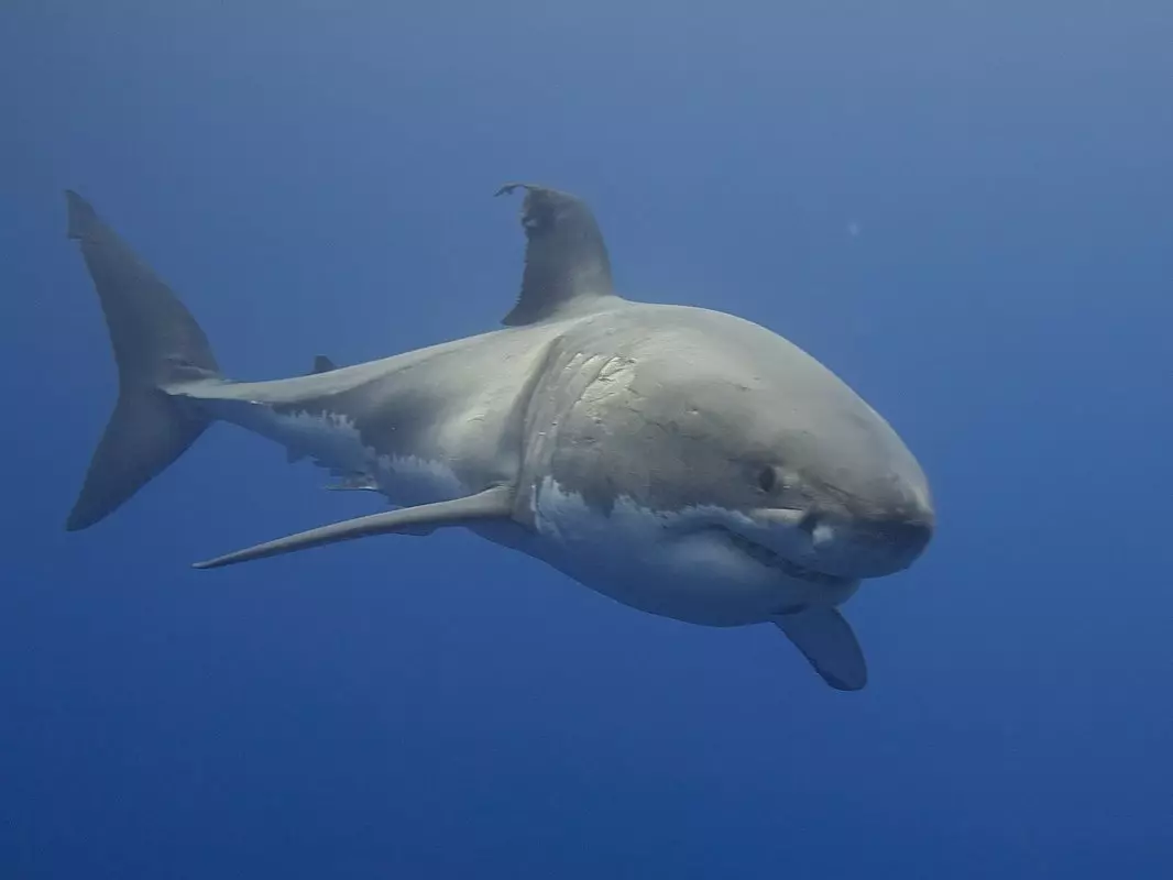 Babbar Shark ta mutu, ya buge kunkuru: hoto