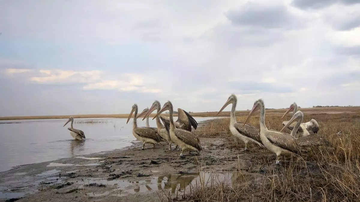 Eins og vistuð pelicans í Altai meðan á fluginu stendur