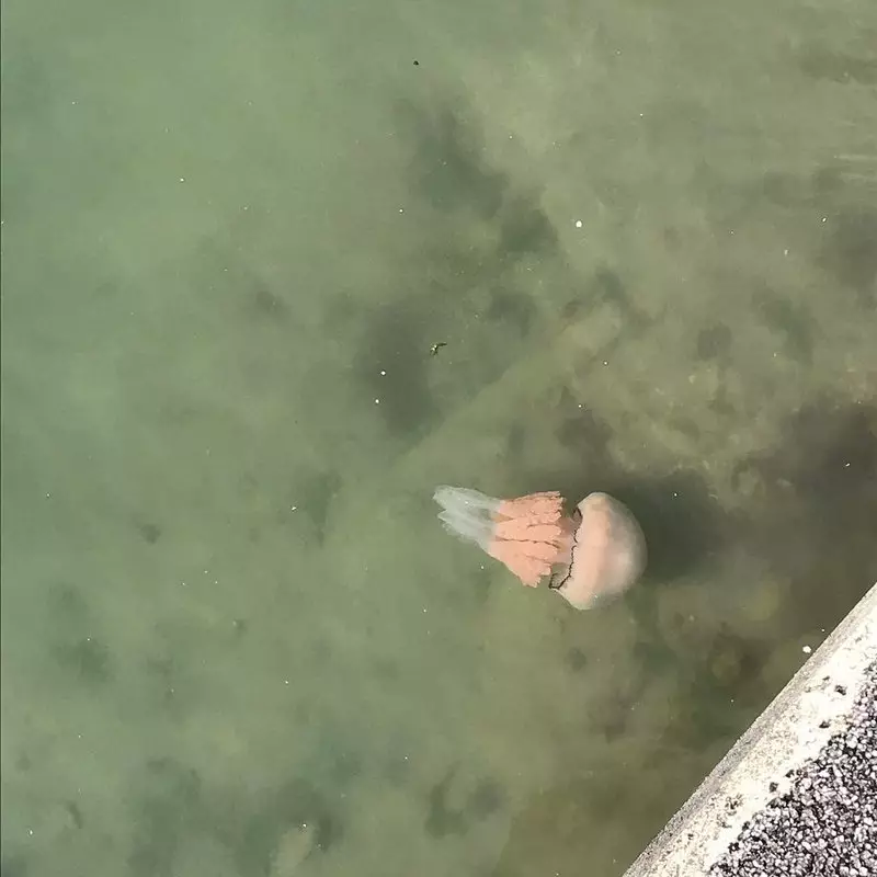 Mwakpo nke nnukwu jeliifish na Resort British: Foto na vidiyo