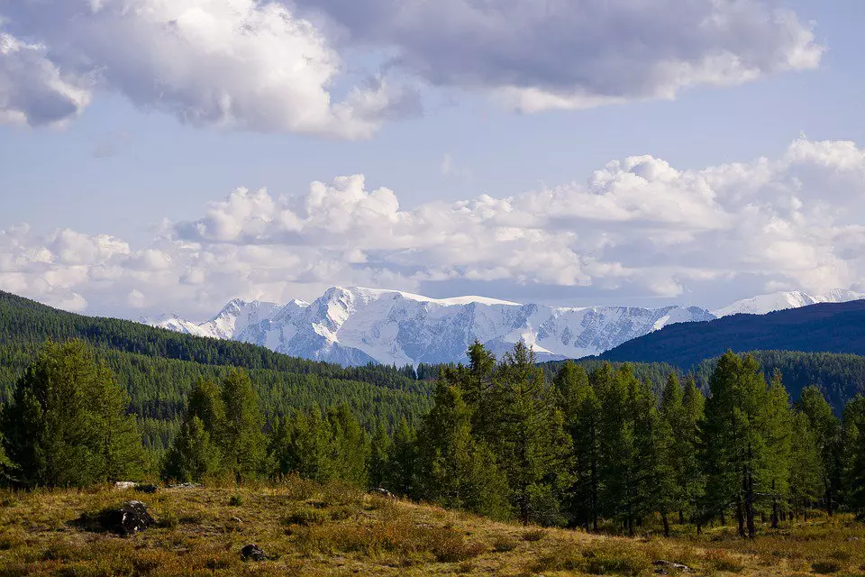 Planine, šuma, Altai. Pixabay.