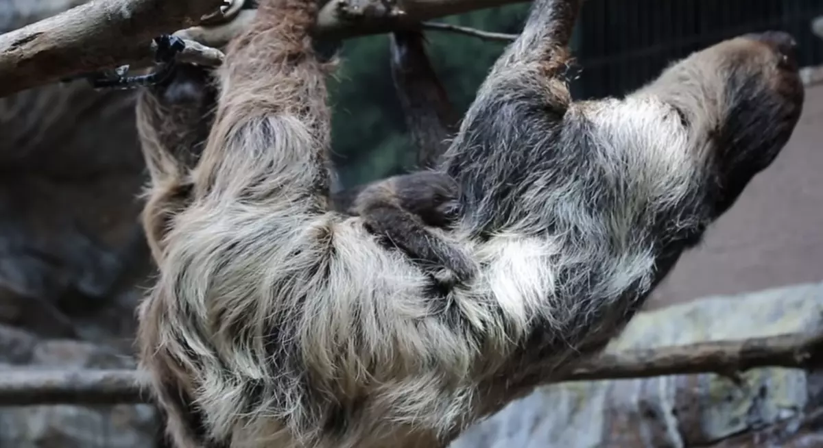 Leniv i porsalindur në kopshtin zoologjik amerikan: Video