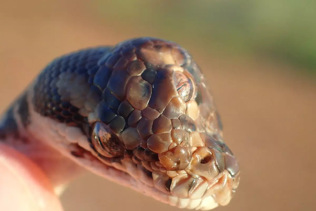 3頭のヘビ：オーストラリアのユニークな検索