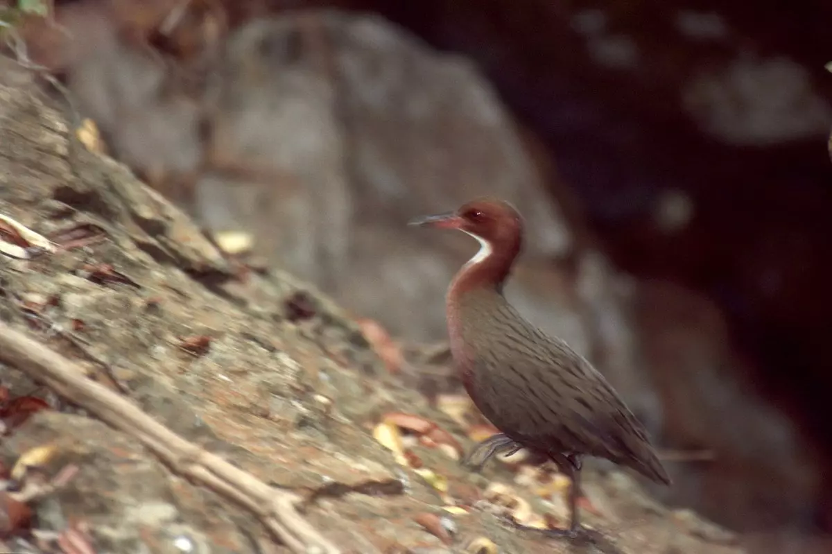 Dans les Seychelles trouva des oiseaux ravivés