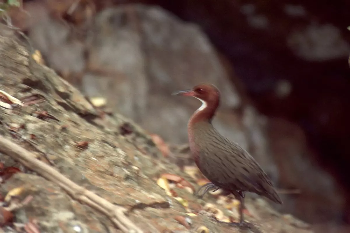 Muri Seychelles yasanze inyoni zuzuye