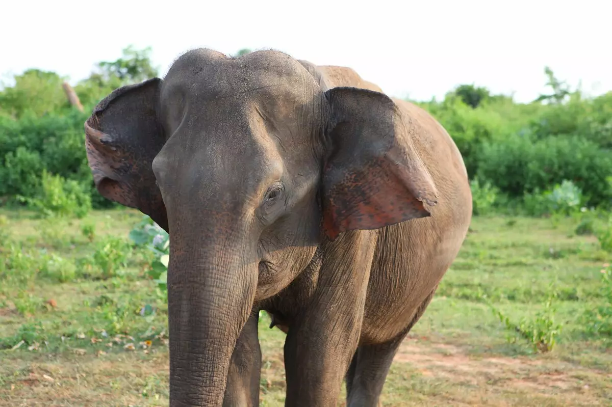 Slonich adachotsa anthu ankhanza a cub yake: Video