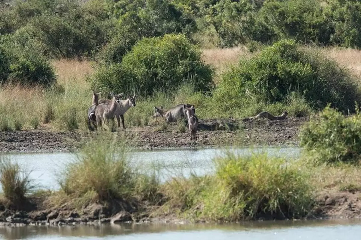 Waterbuck አዞ ከ የተቀመጡ: ቪዲዮ