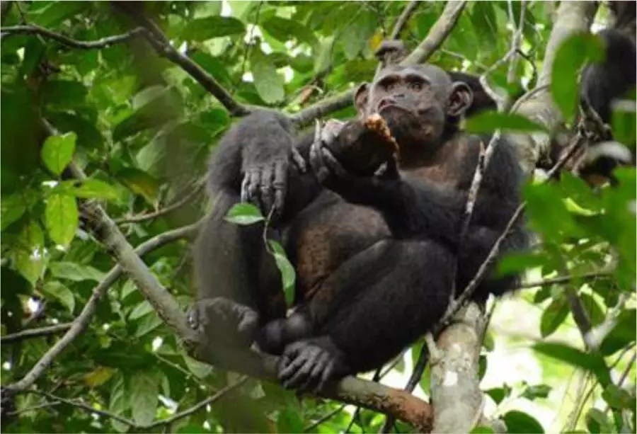 Sjimpansee wurdt op 'e skildpadden, en gjinien wisten oer it: Fideo 8621_2