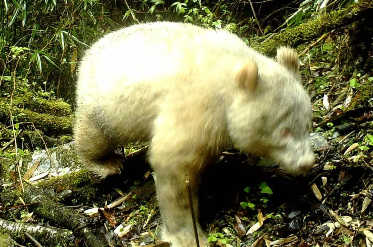 Panda Albino først ramte billedskuddet