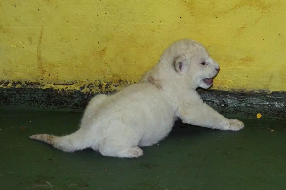 Un enfoque raro de león blanco nació en el zoológico húngaro.