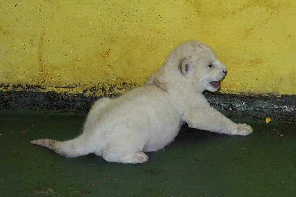 Usa ka Talagsaong Puti nga Focus sa Lion natawo sa Hungarian Zoo