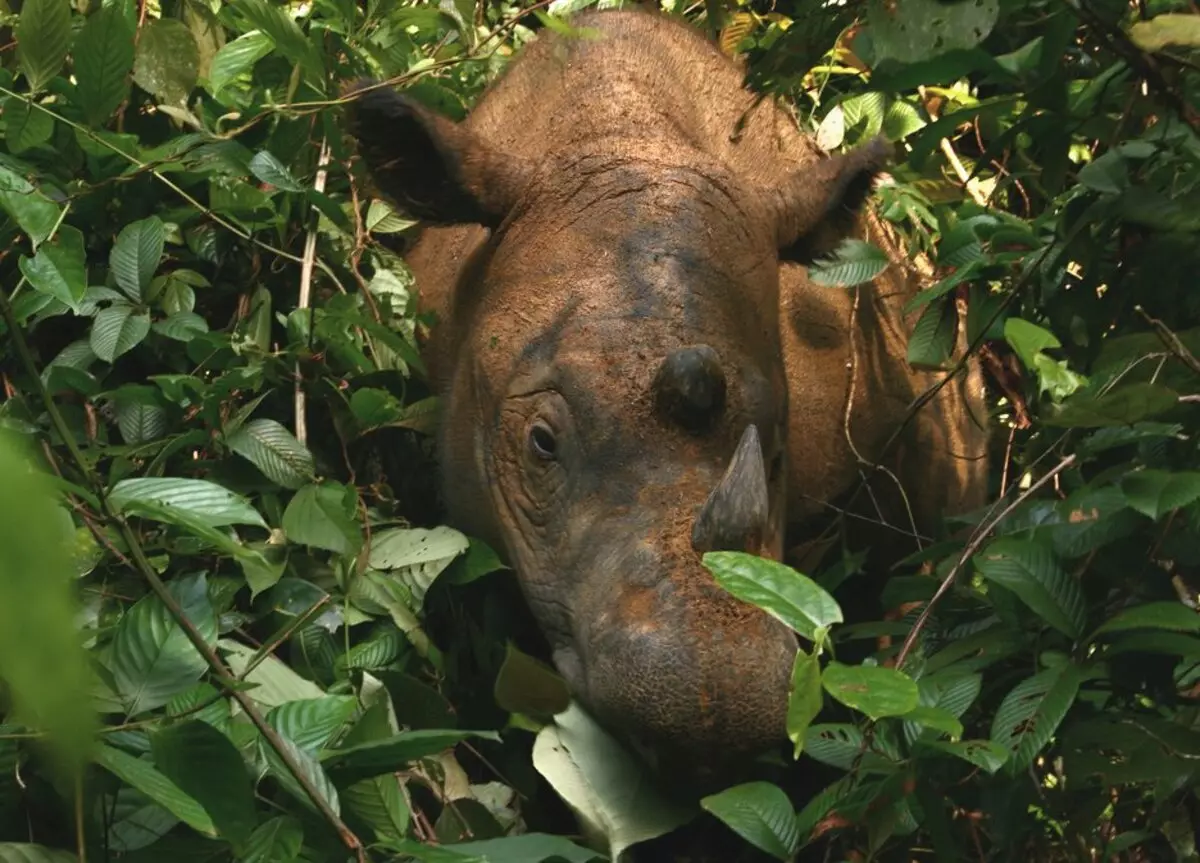 Stoar lêst yn Maleizje man man Sumatran Rhino