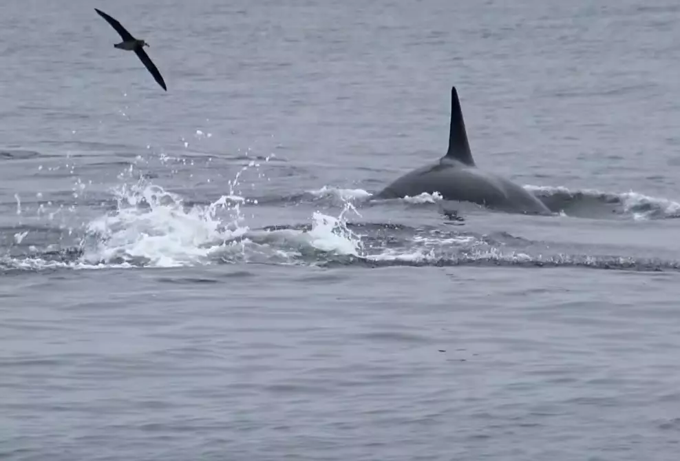 Juksekoder spiller med fugler og fisk: Utrolig video