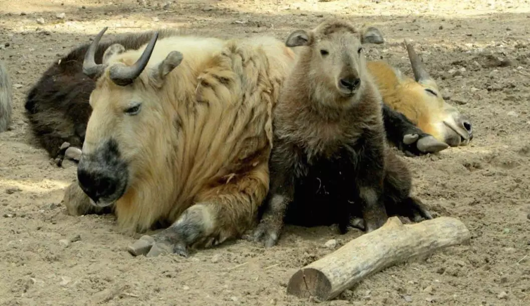 في حديقة حيوان موسكو، وسيتشوان تاكين يكبر: ما هو هذا الوحش؟