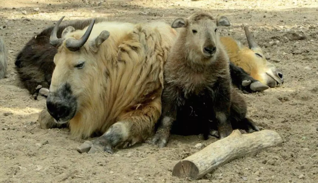 No zoológico de Moscou, Sichuan Takin crescerá: O que é esta besta?