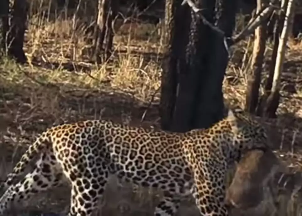 Amusement pour prédateur: Leopard a attrapé une jeune antilope