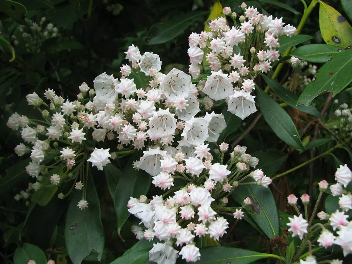 Flower-Catapult, անսովոր փոշոտման վարպետ. Տեսանյութ