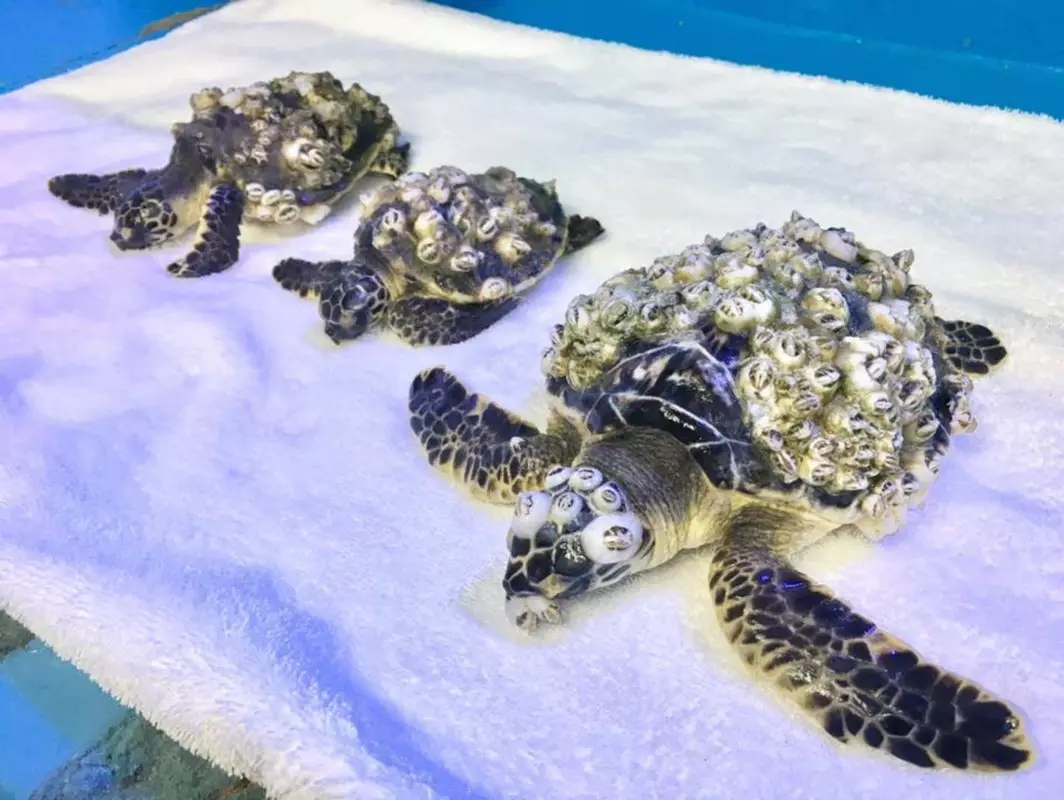 Soos in Dubai, siek Turtles hulp: video