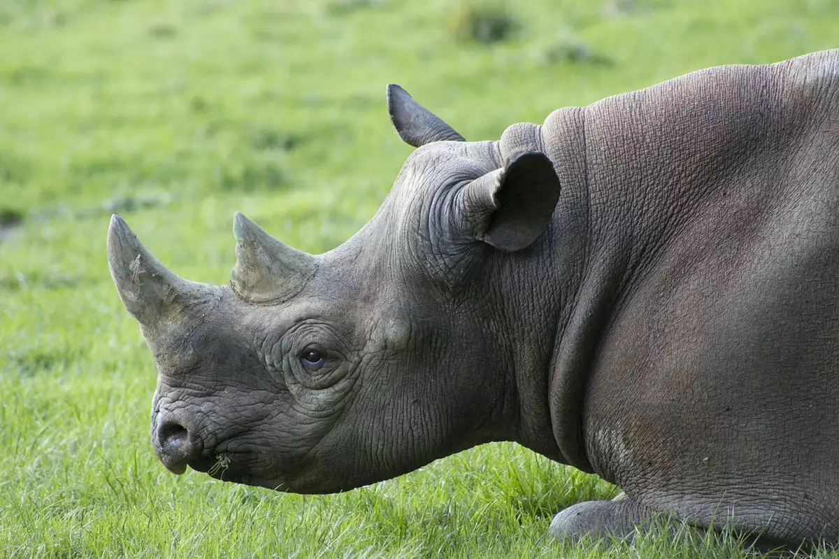 An bhfásann an rhinoceros agus an oíche roimh na heilifintí robáil?