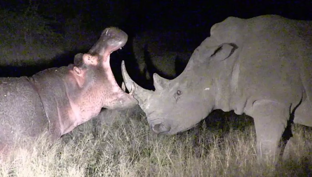 Nieuwsgierige Hippo Flirt met Rhino: video