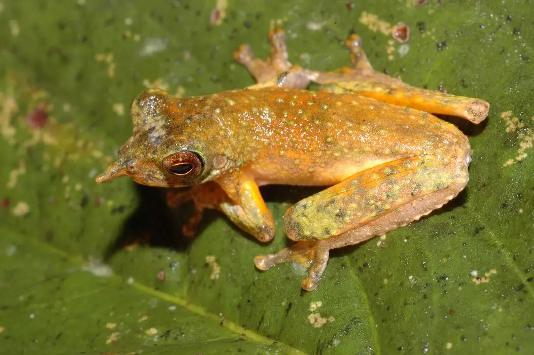 Woher kam der Frosch-Pinocchio aus einer so langen Nase?