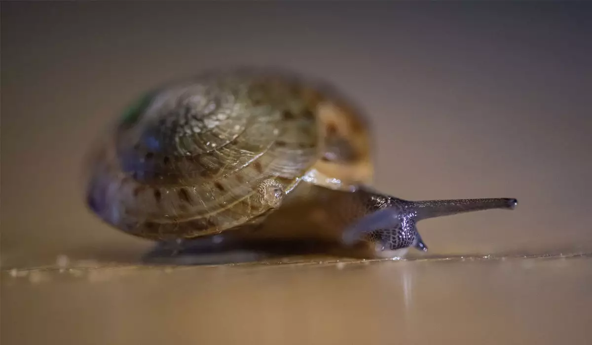 "Siput" dibasmi "yang terdapat di belakang rumah restoran. Sekarang mereka dibebaskan menjadi hidupan liar.