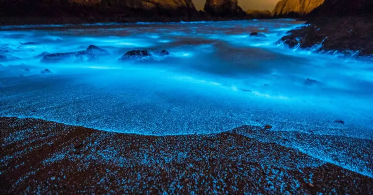 The Shine of Marine Lilin di Laut Timur-Cina Dipertingkat: Video