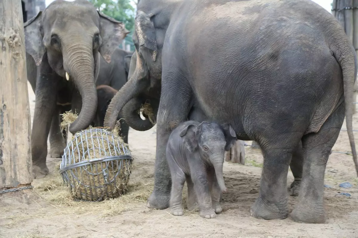 Elephant naghimo sa unang mga lakang: video