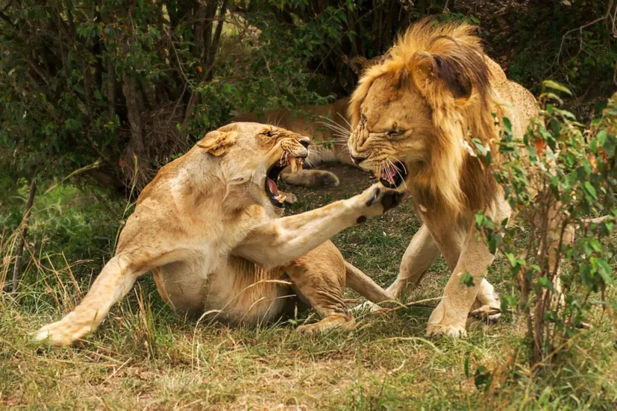 Війна левів за територію: відео