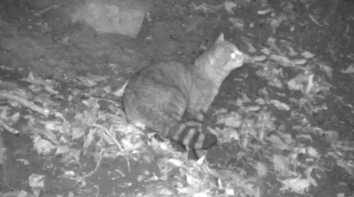 Mystery "Cats-Fox" met Corsica